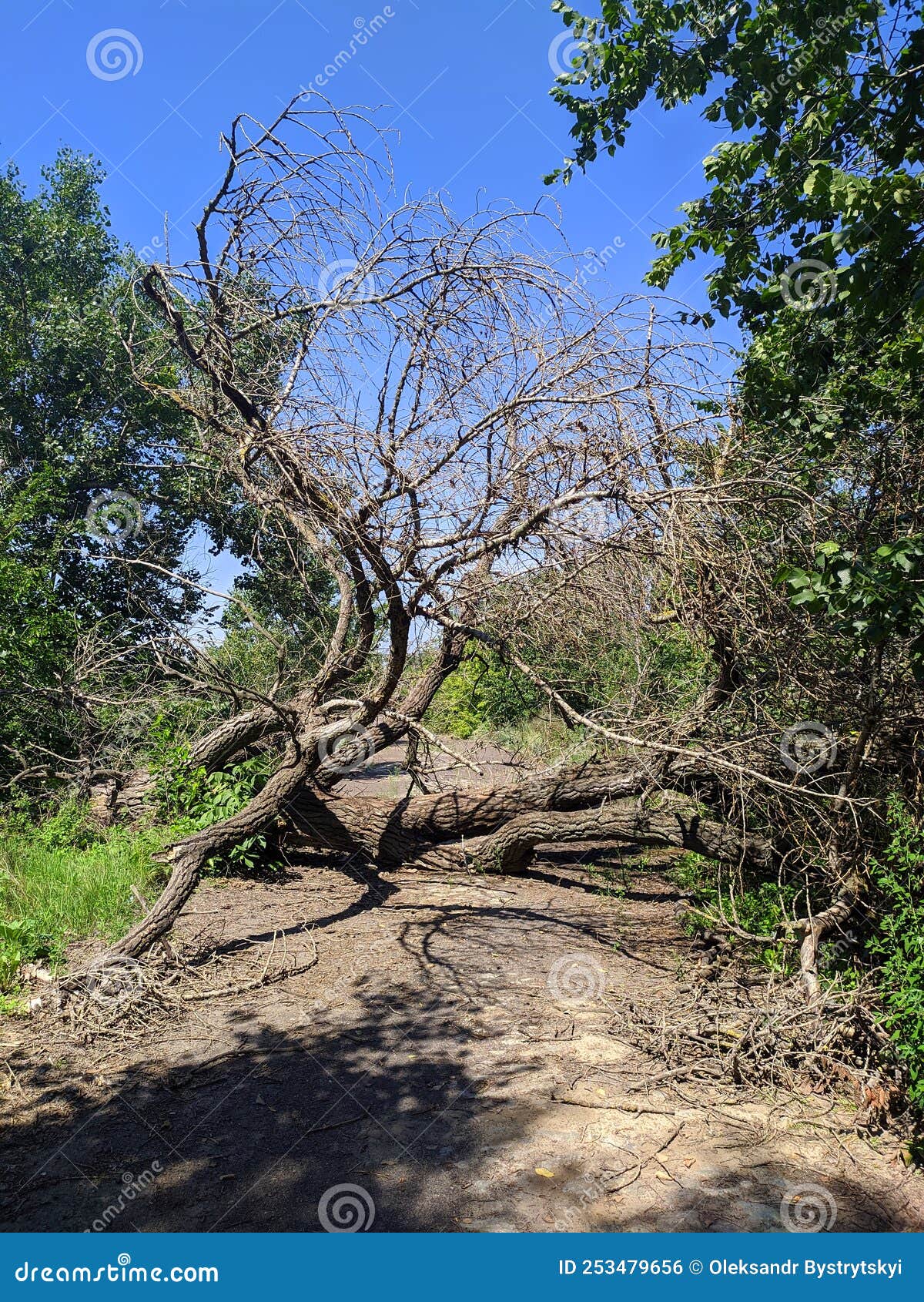 Tree fallen on the road stock photo. Image of picturesque - 253479656
