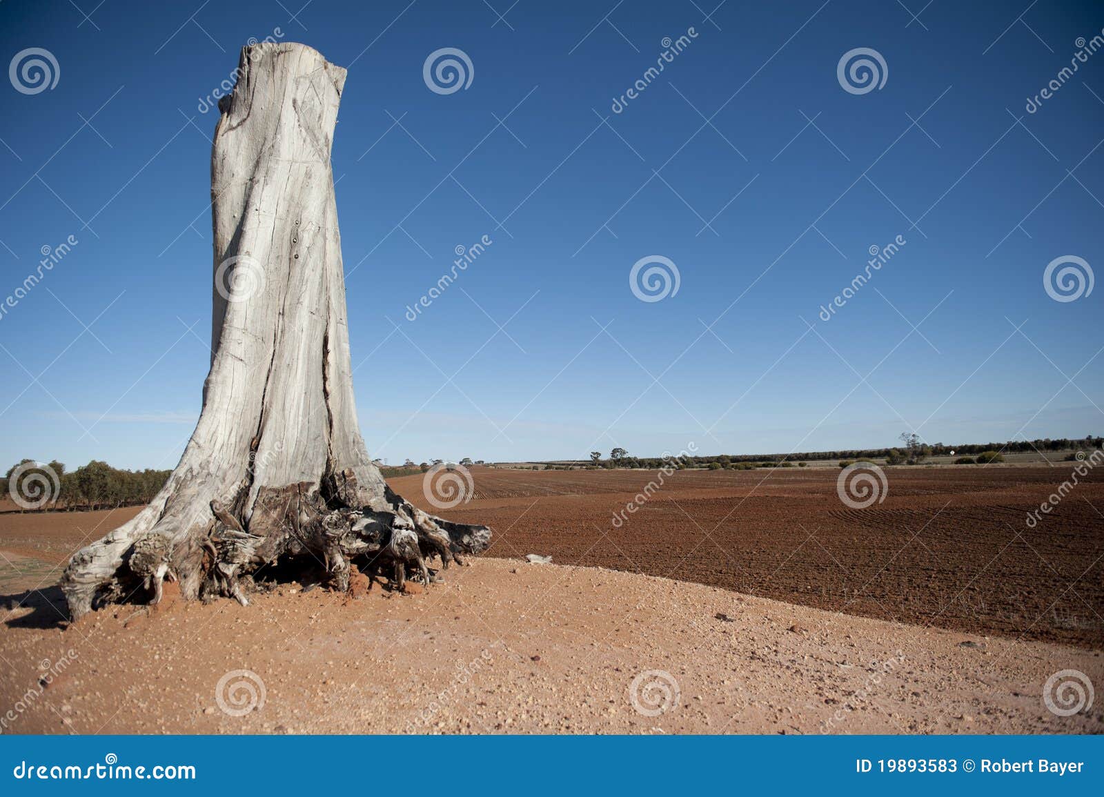 Dead Tree Farmland stock image. Image of background, tree - 19893583