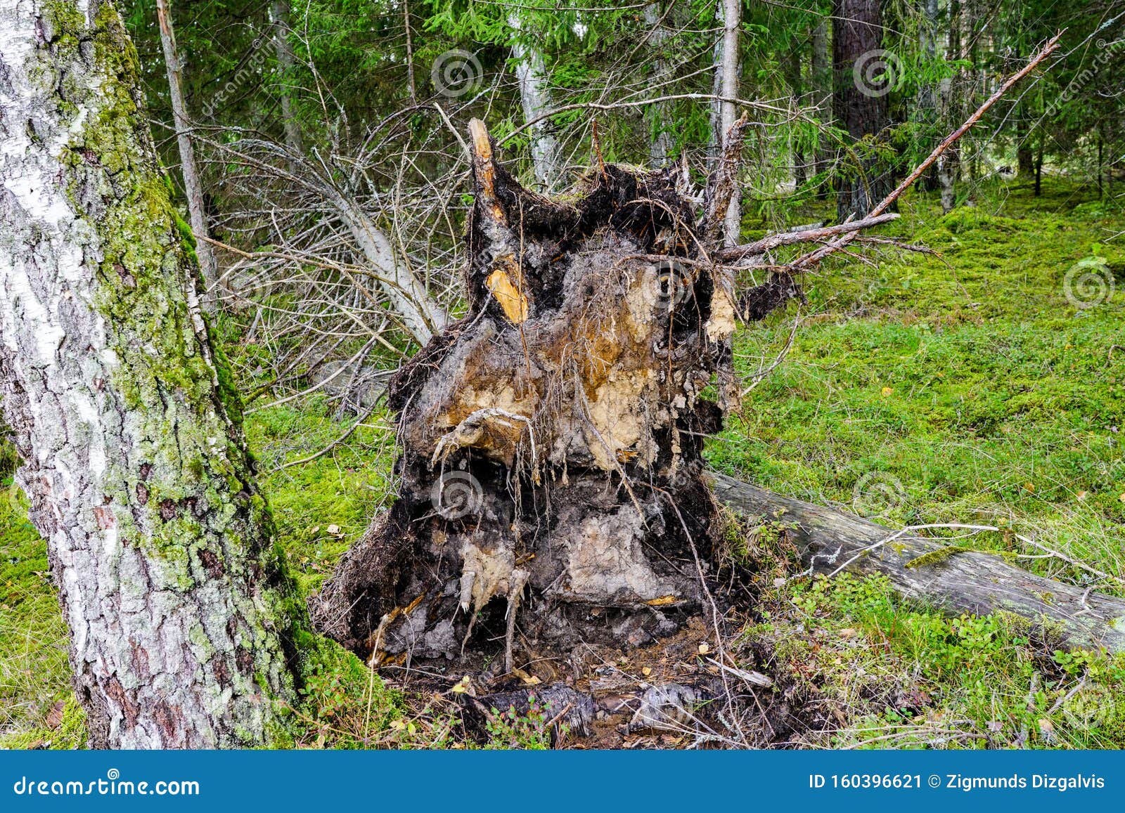 A Tree Fell in the Forest, a View of the Trees Roots Stock Image ...