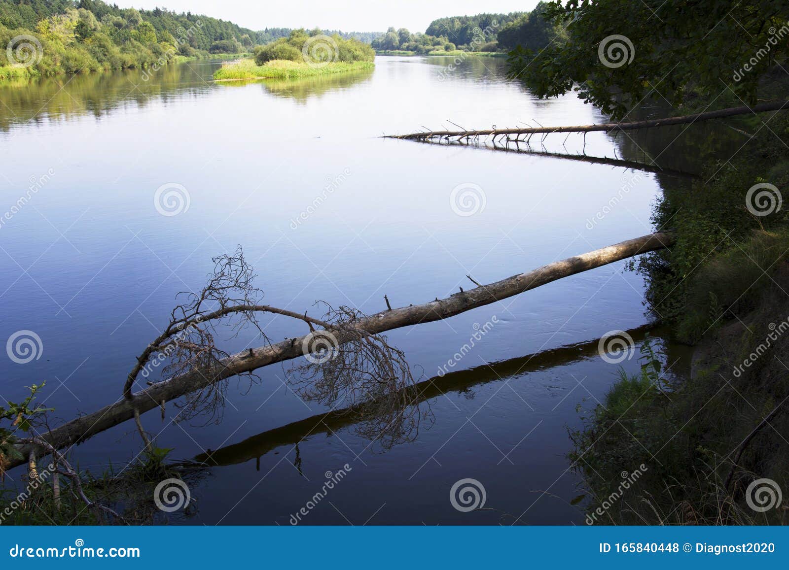 The Dead Tree Fell in the River, Surrounded by Green Trees Stock Photo ...