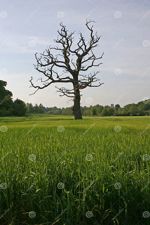 Dead tree in field stock image. Image of silhouette, single - 19912759