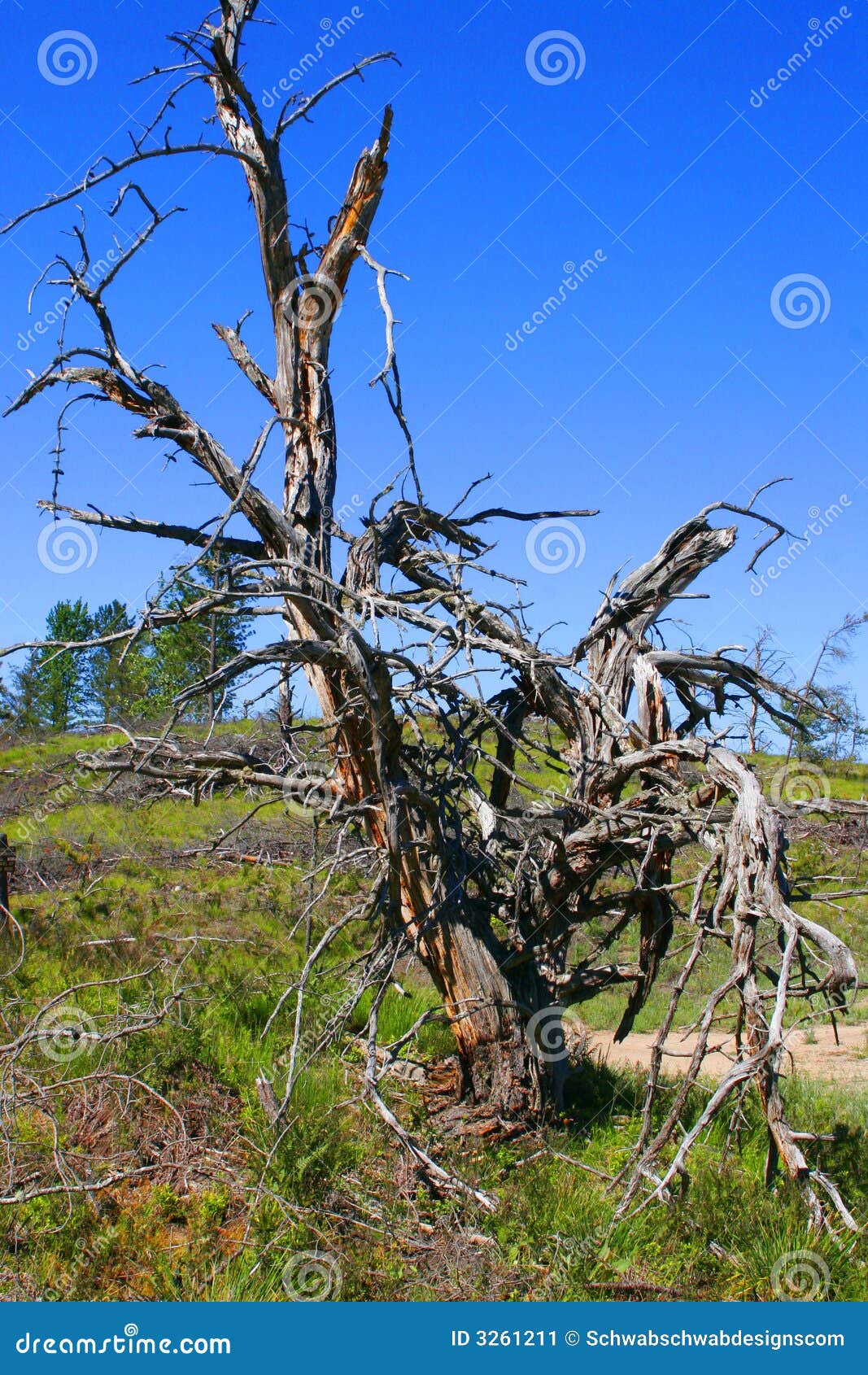 Dead Tree in Field stock image. Image of decaying, dried - 3261211