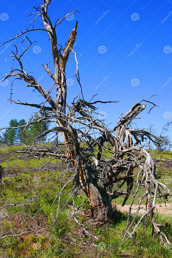 Dead Tree in Field stock image. Image of decaying, dried - 3261211