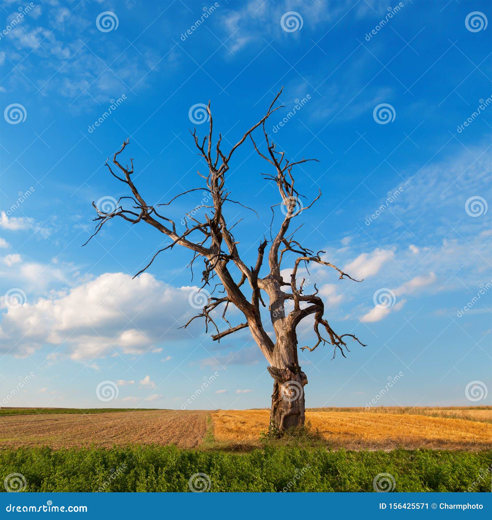 Dead Tree on the Field and Blue Sky Stock Image - Image of dead, heaven ...