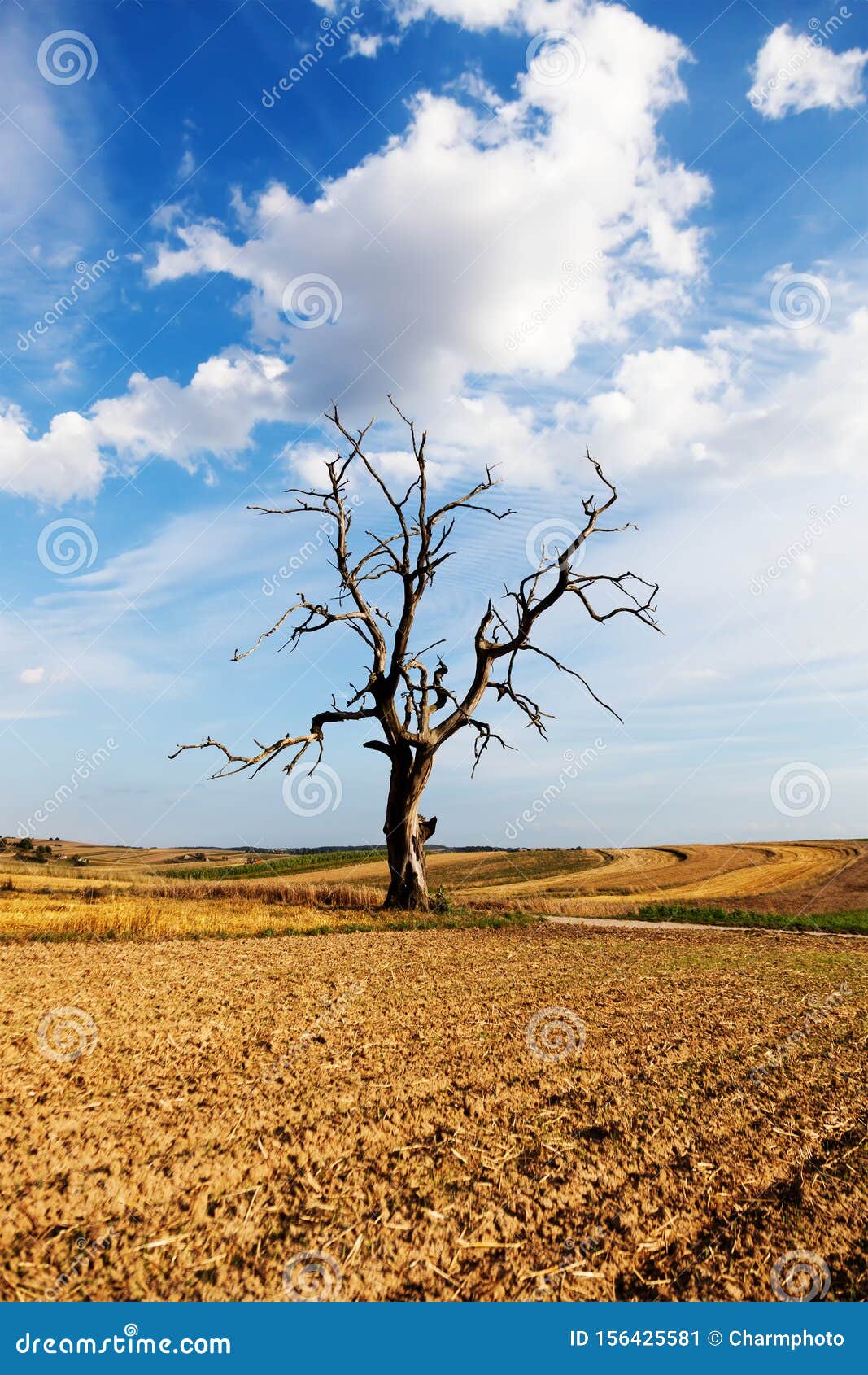 Dead Tree on the Field and Blue Sky Stock Image - Image of green ...