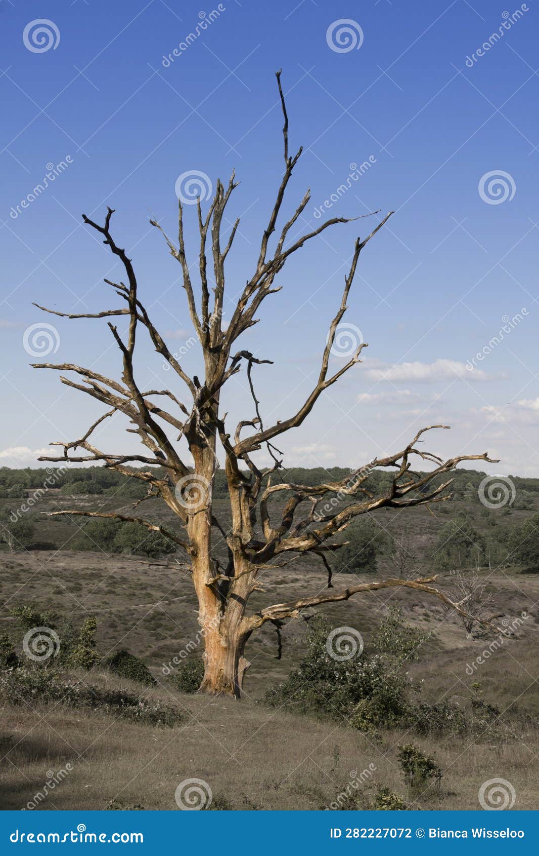 A Dead Tree in a Field with a Blue Sky Stock Photo - Image of landscape ...