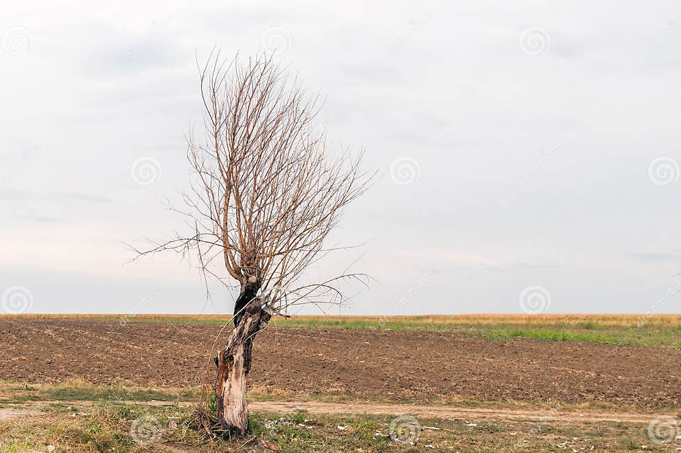 Dead Tree in a Field on a Cloudy Day at Fall Stock Photo - Image of ...