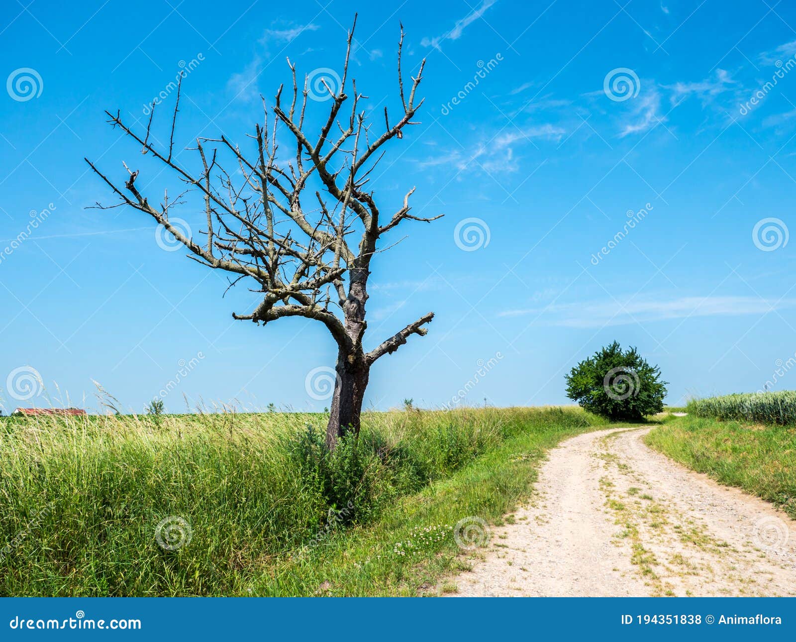 Dead tree on a field stock photo. Image of dead, disease - 194351838