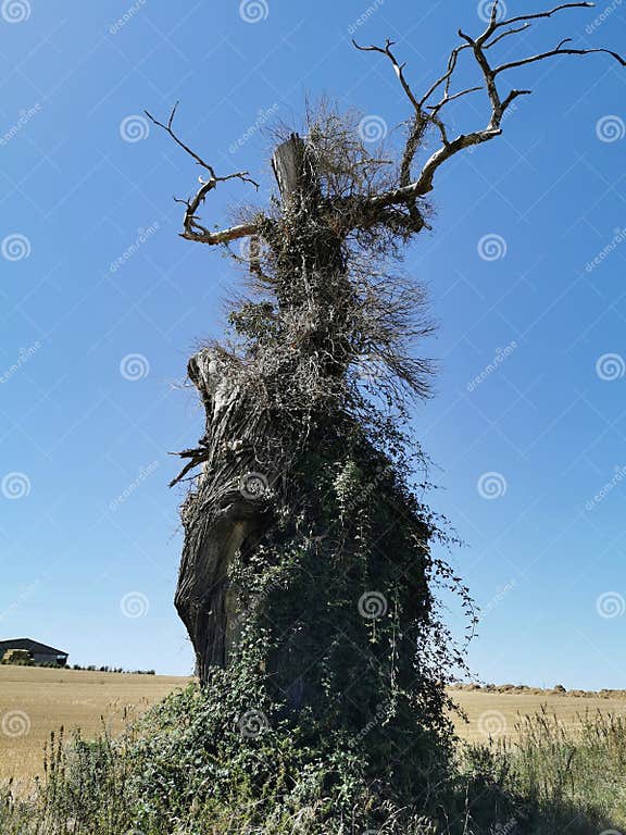 Dead tree in a field stock image. Image of wuthered - 282966623