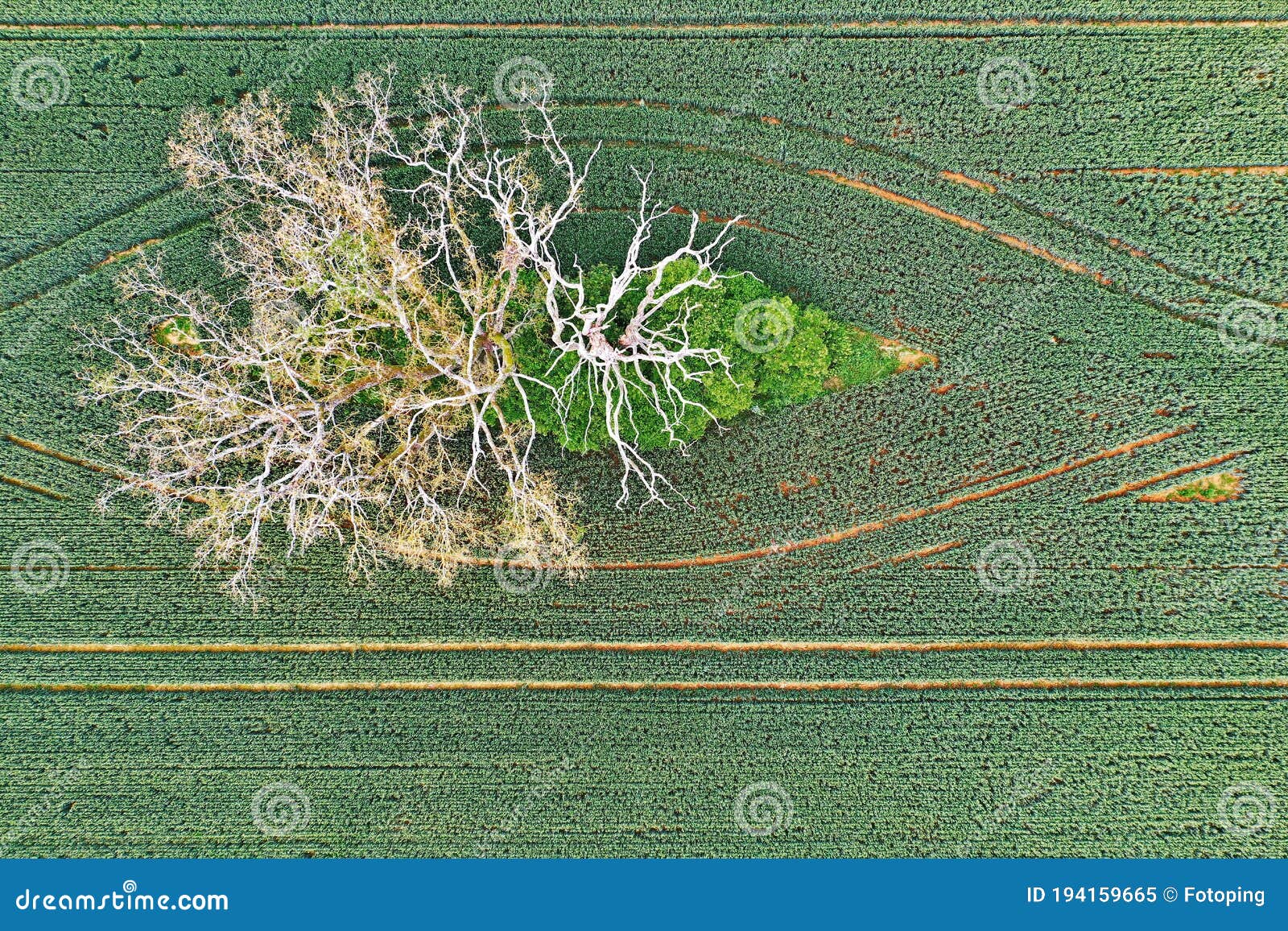 Dead tree in a field stock image. Image of ecological - 194159665