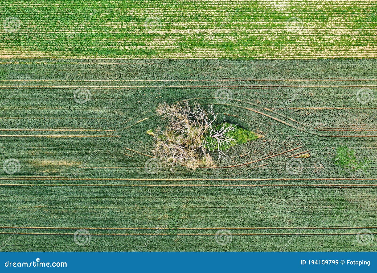 Dead tree in a field stock image. Image of view, branch - 194159799