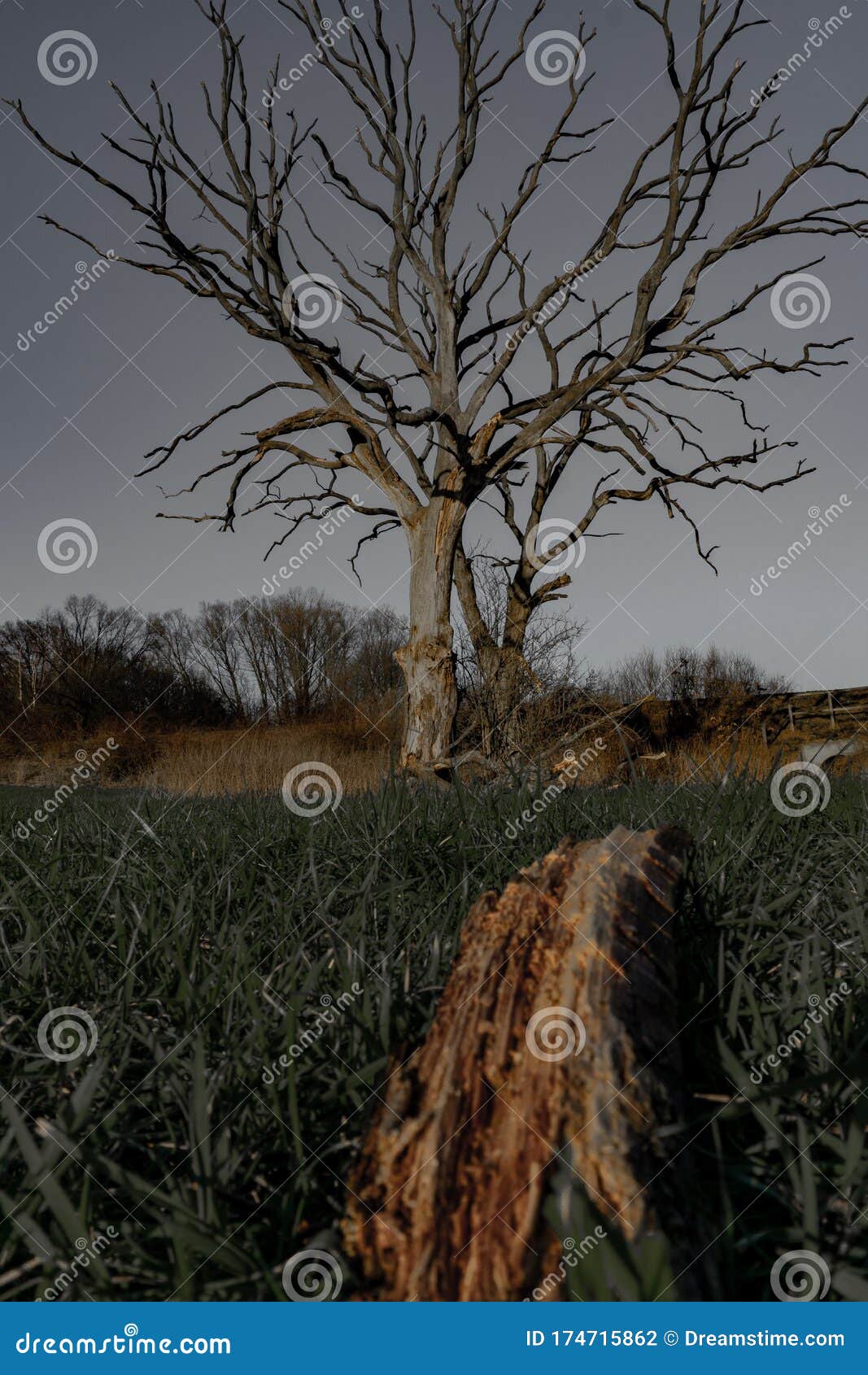 Dead tree on a field stock photo. Image of grow, natural - 174715862