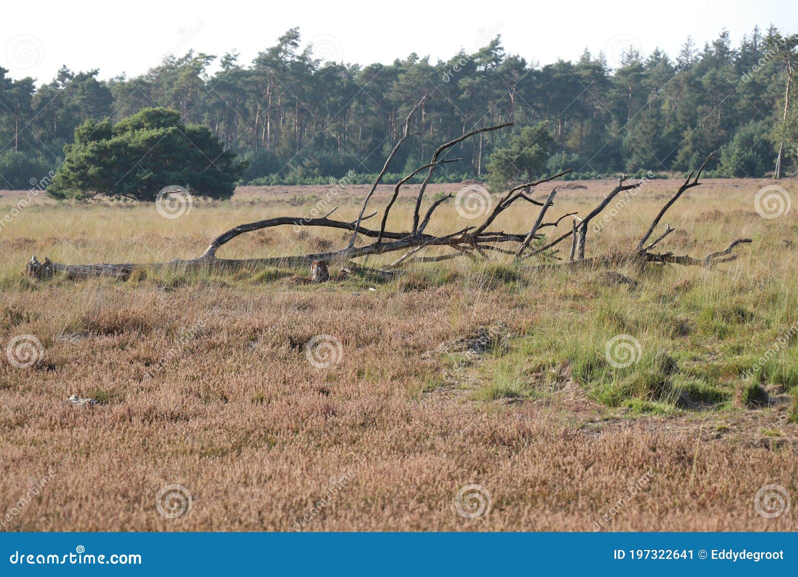 A dead tree in the field stock image. Image of field - 197322641