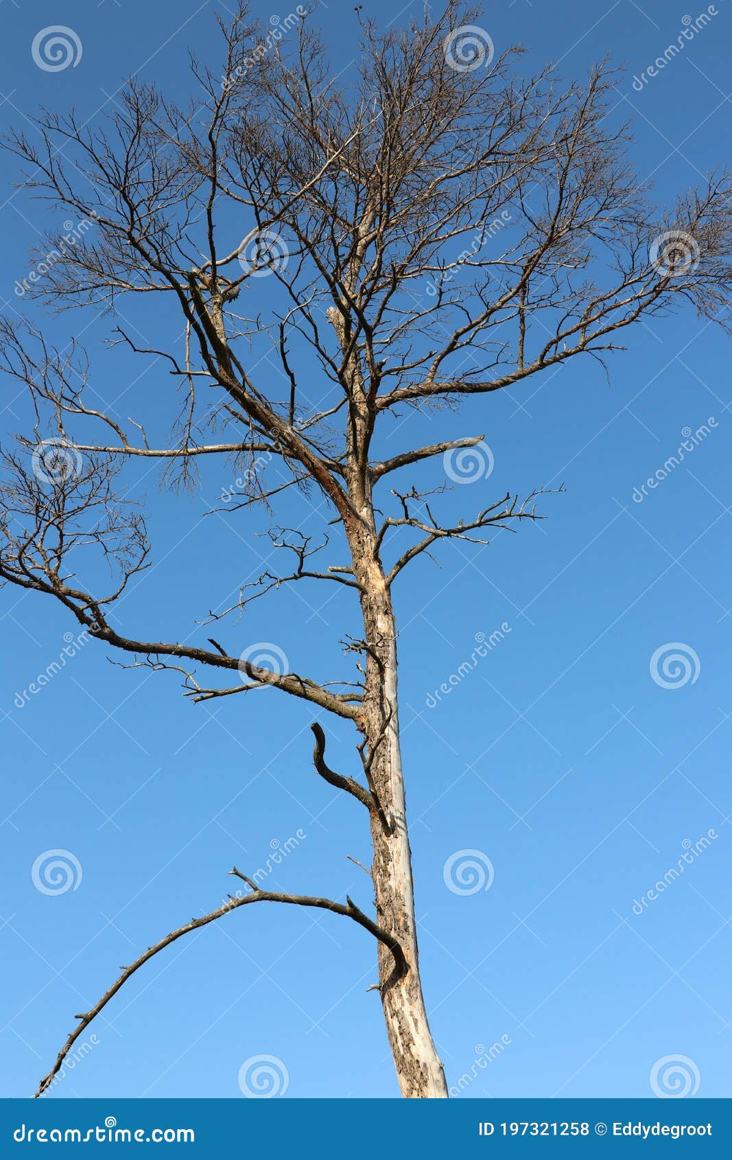 A dead tree in the field stock photo. Image of crown - 197321258