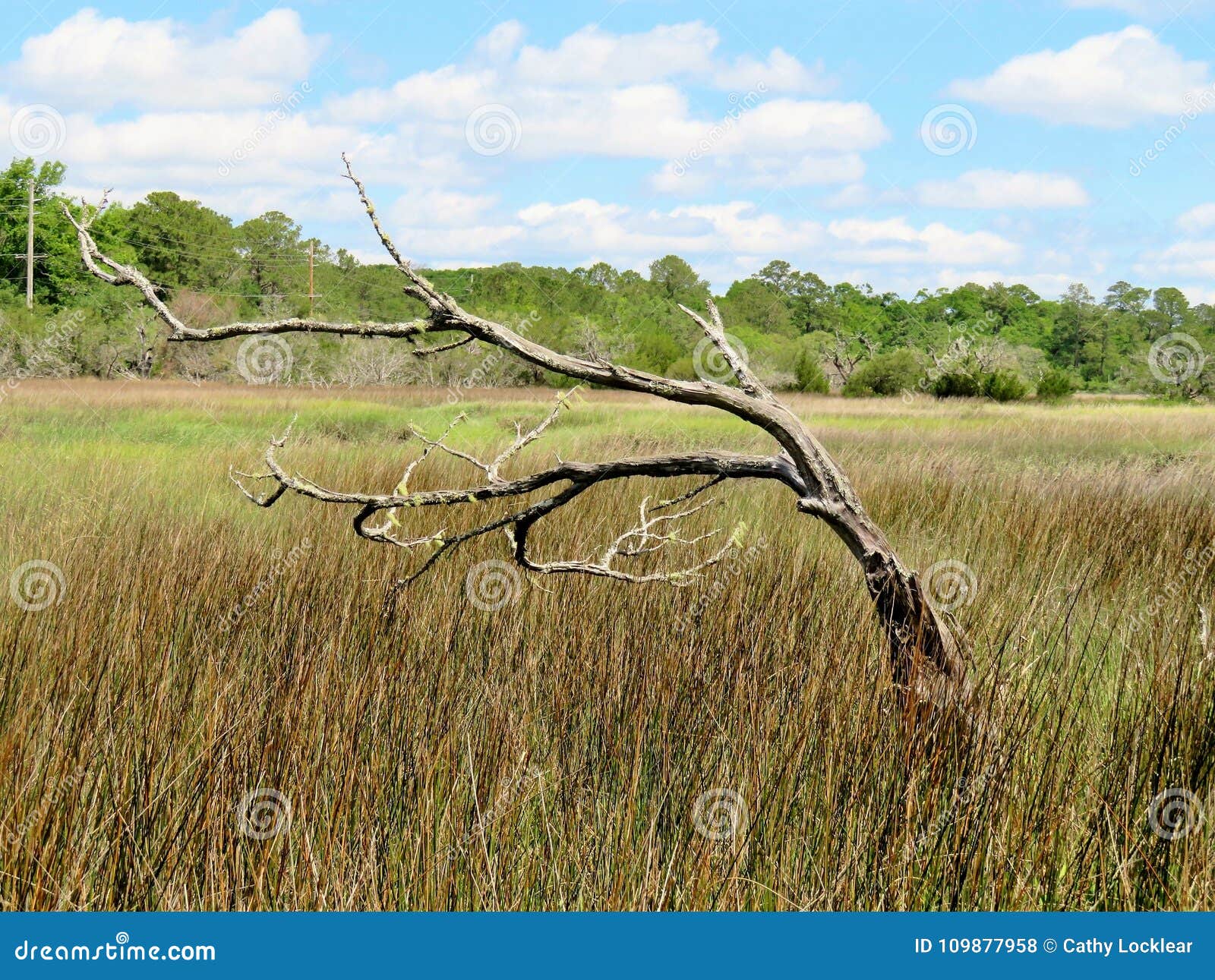 Dead Tree in a Field and a Deep Blue Sky Stock Photo - Image of deep ...