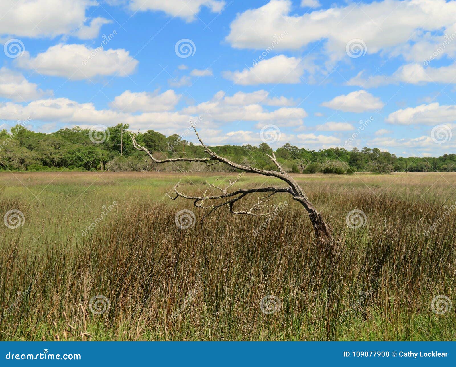 Dead Tree in a Field and a Deep Blue Sky Stock Photo - Image of grasses ...