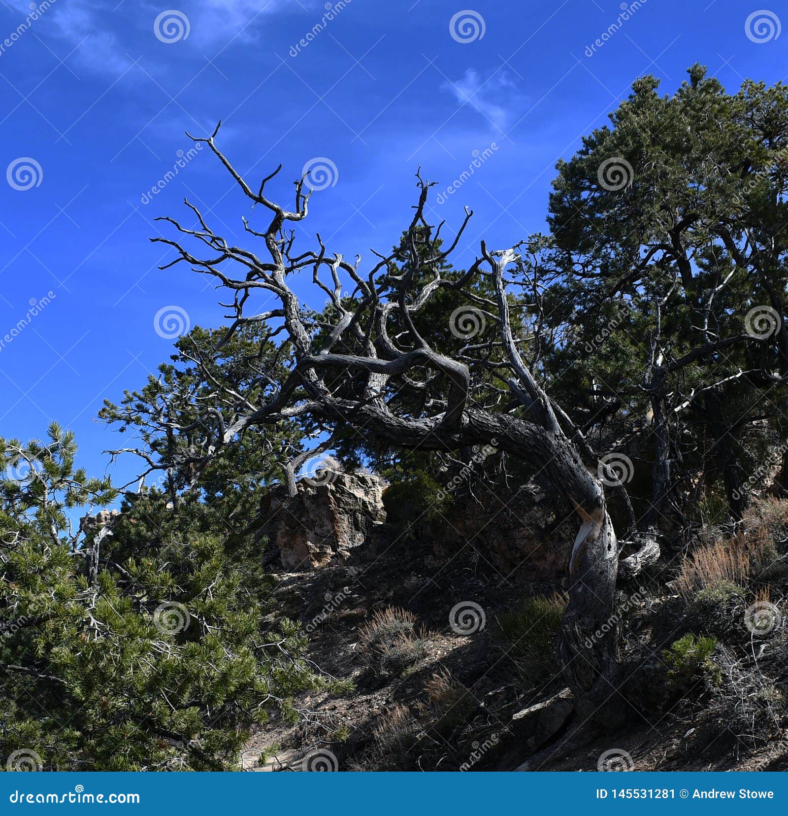 Dead Tree in a Field of Living Trees Stock Image - Image of dead ...