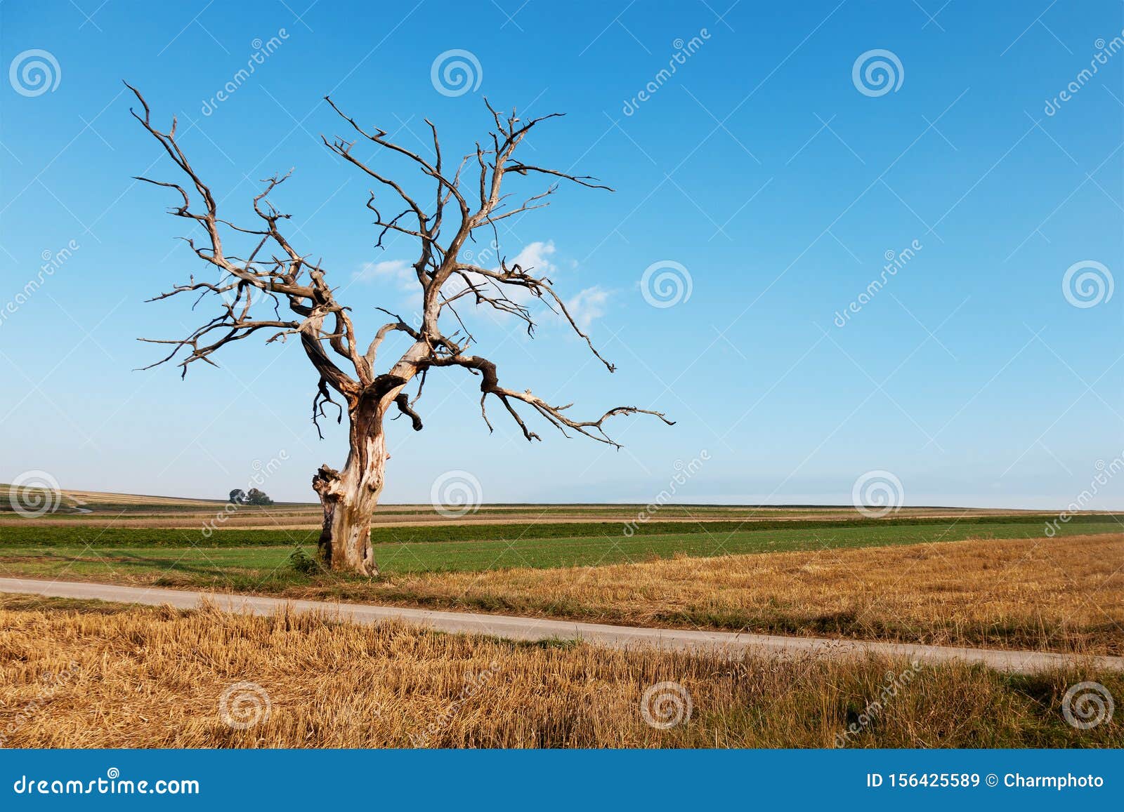 Dead Tree on the Field with Road and Blue Sky Stock Image - Image of ...