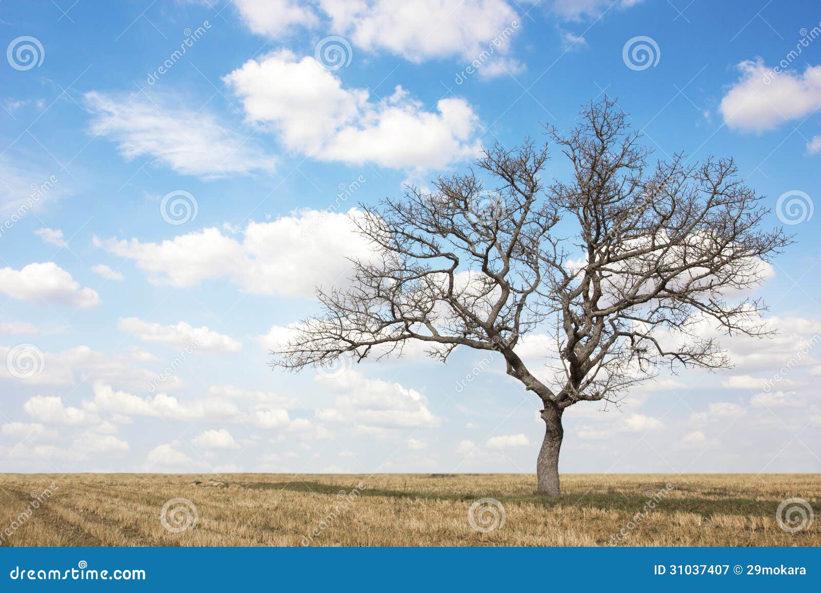Dead Tree at Field on Summer with Blue Sky and Clouds Stock Image ...