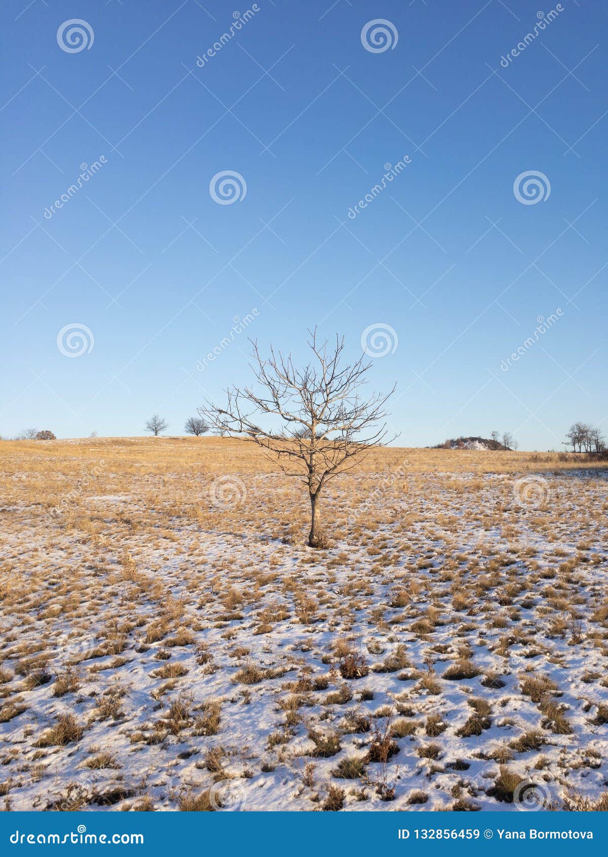 Dead tree in the field stock image. Image of frozen - 132856459