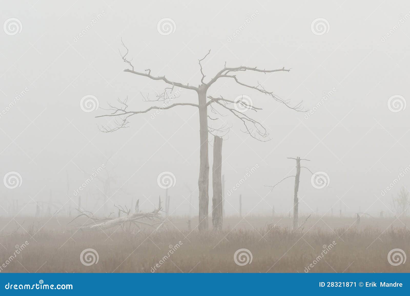 Dead tree in the fog stock image. Image of nature, dead - 28321871