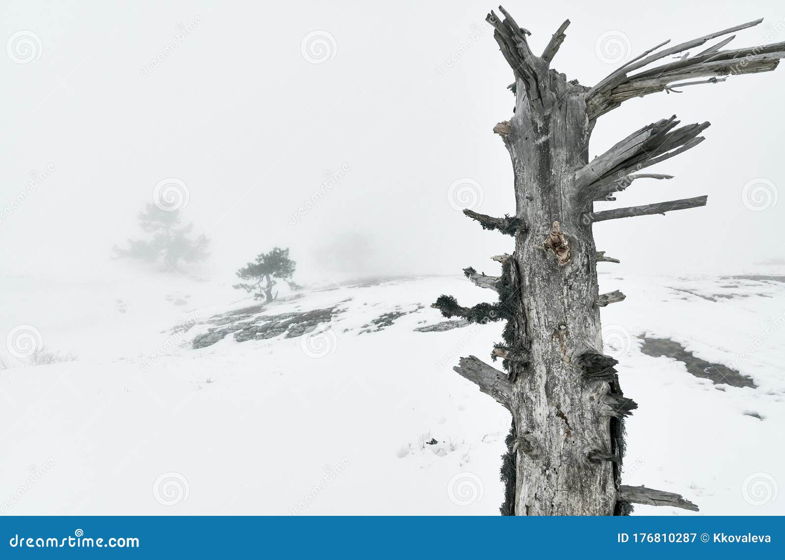 Dead tree in the fog. Snow stock image. Image of land - 176810287