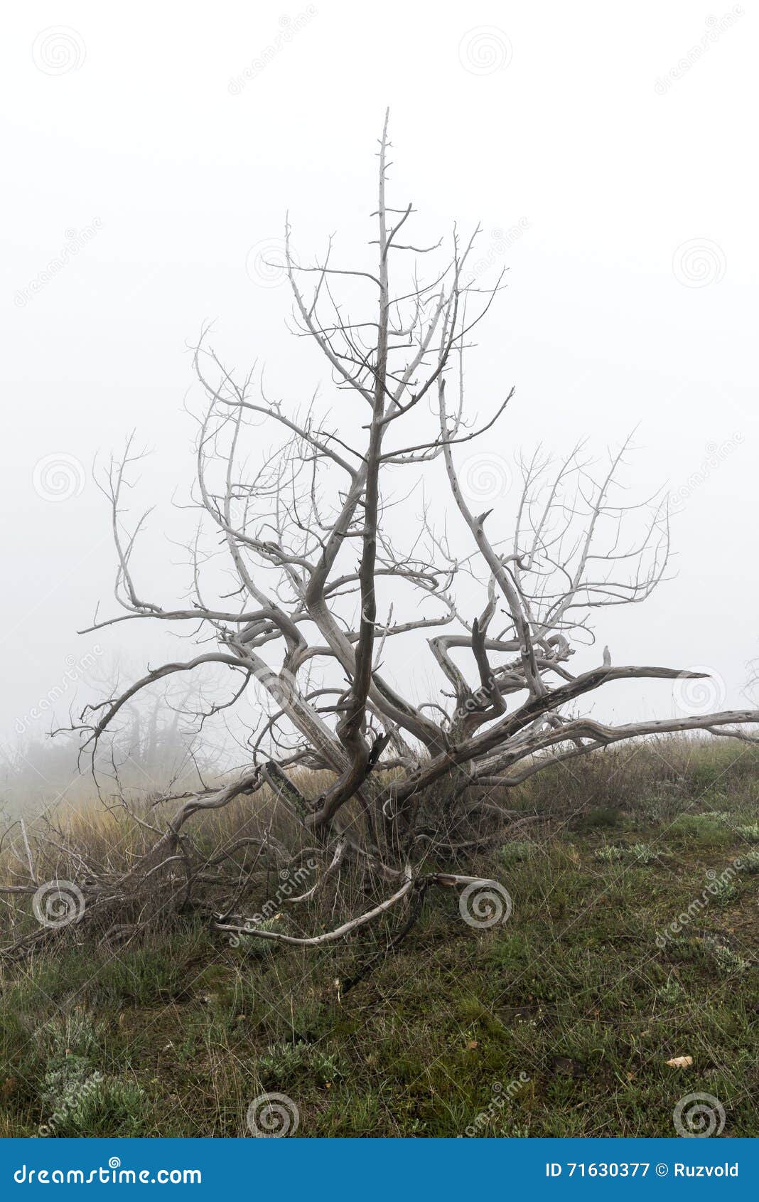 Dead tree in the fog stock image. Image of scenery, mysterious - 71630377