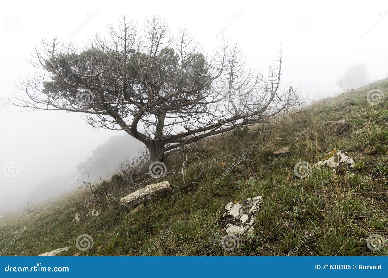 Dead tree in the fog stock photo. Image of crimea, fantasy - 71630386