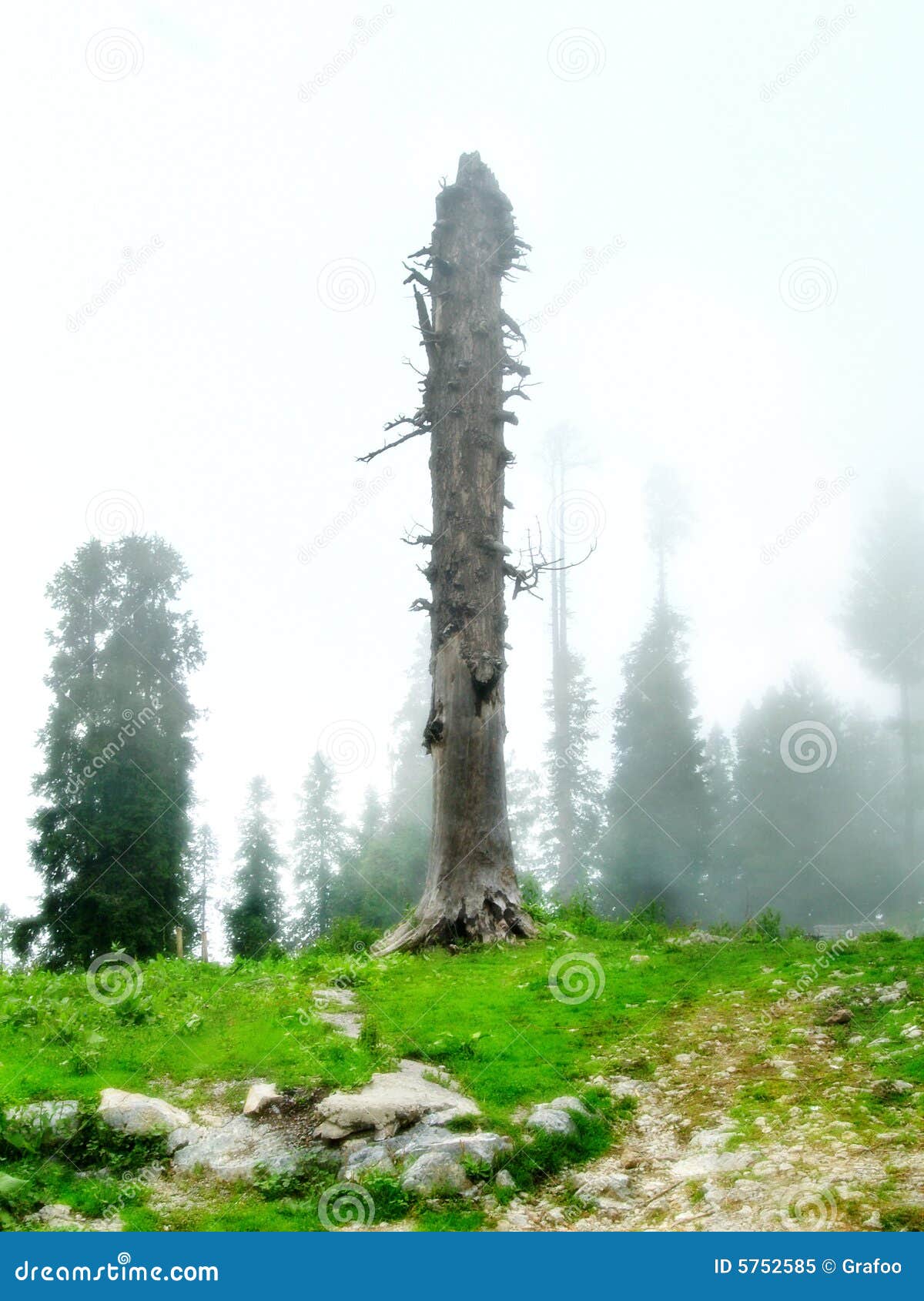 Dead Tree in Foggy Landscape Stock Image - Image of mist, scenic: 5752585
