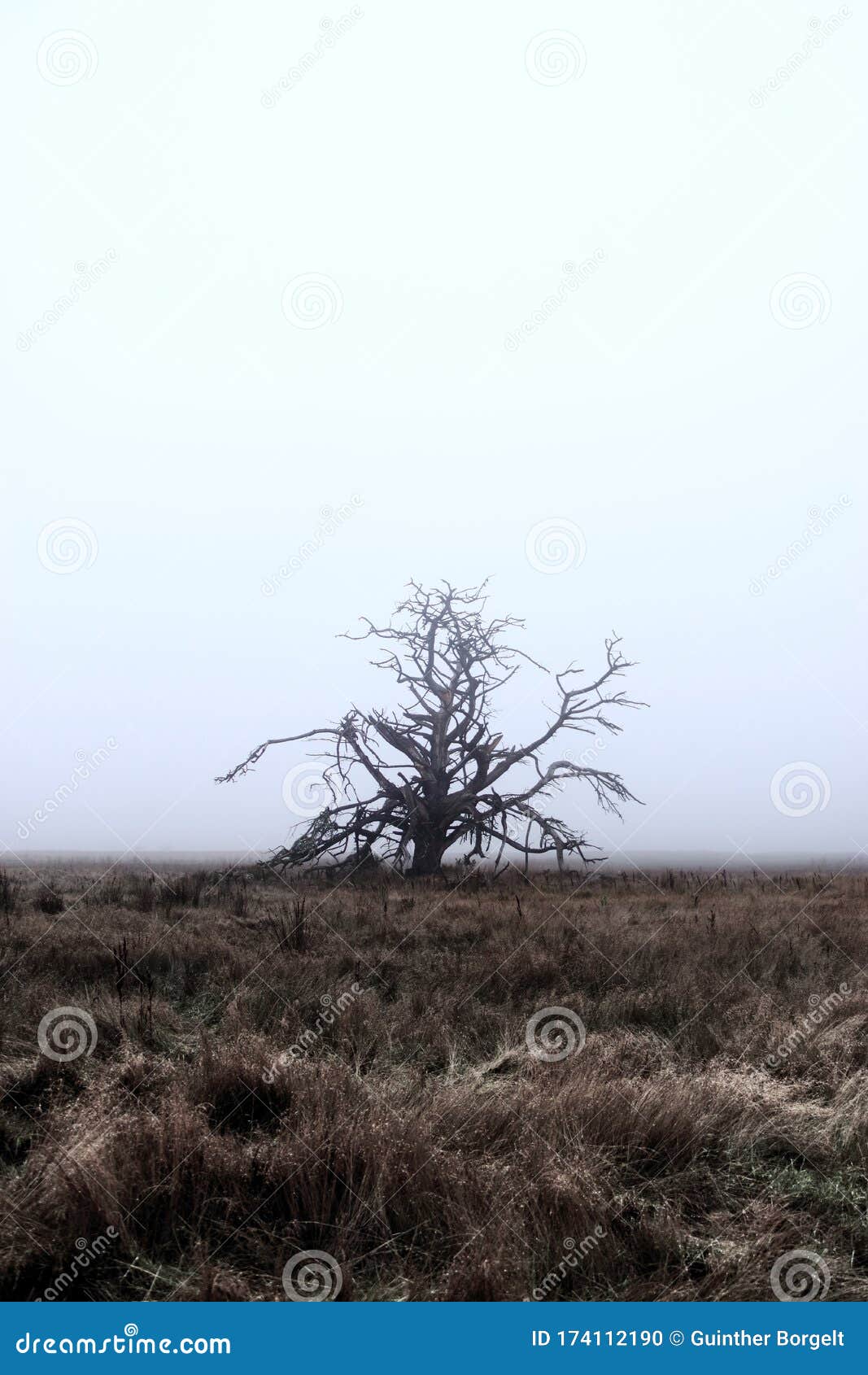 Dead Tree in a Foggy Meadow Field Stock Photo - Image of mist, grass ...