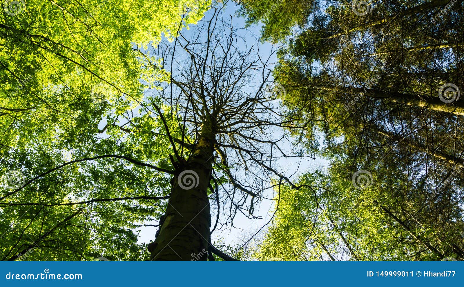 Dead tree in forest stock image. Image of forest, stem - 149999011