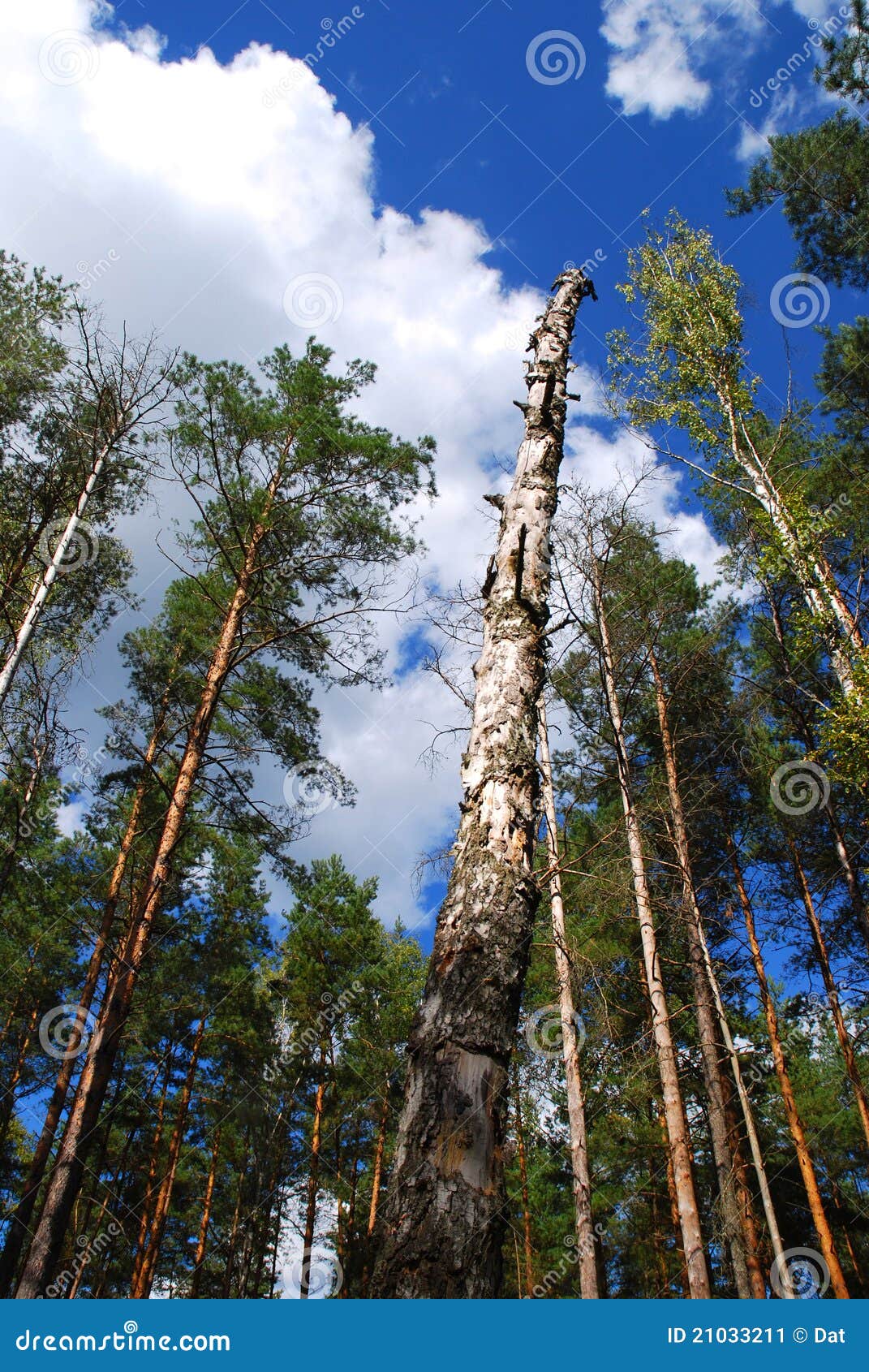 Dead tree in the forest stock image. Image of summer - 21033211