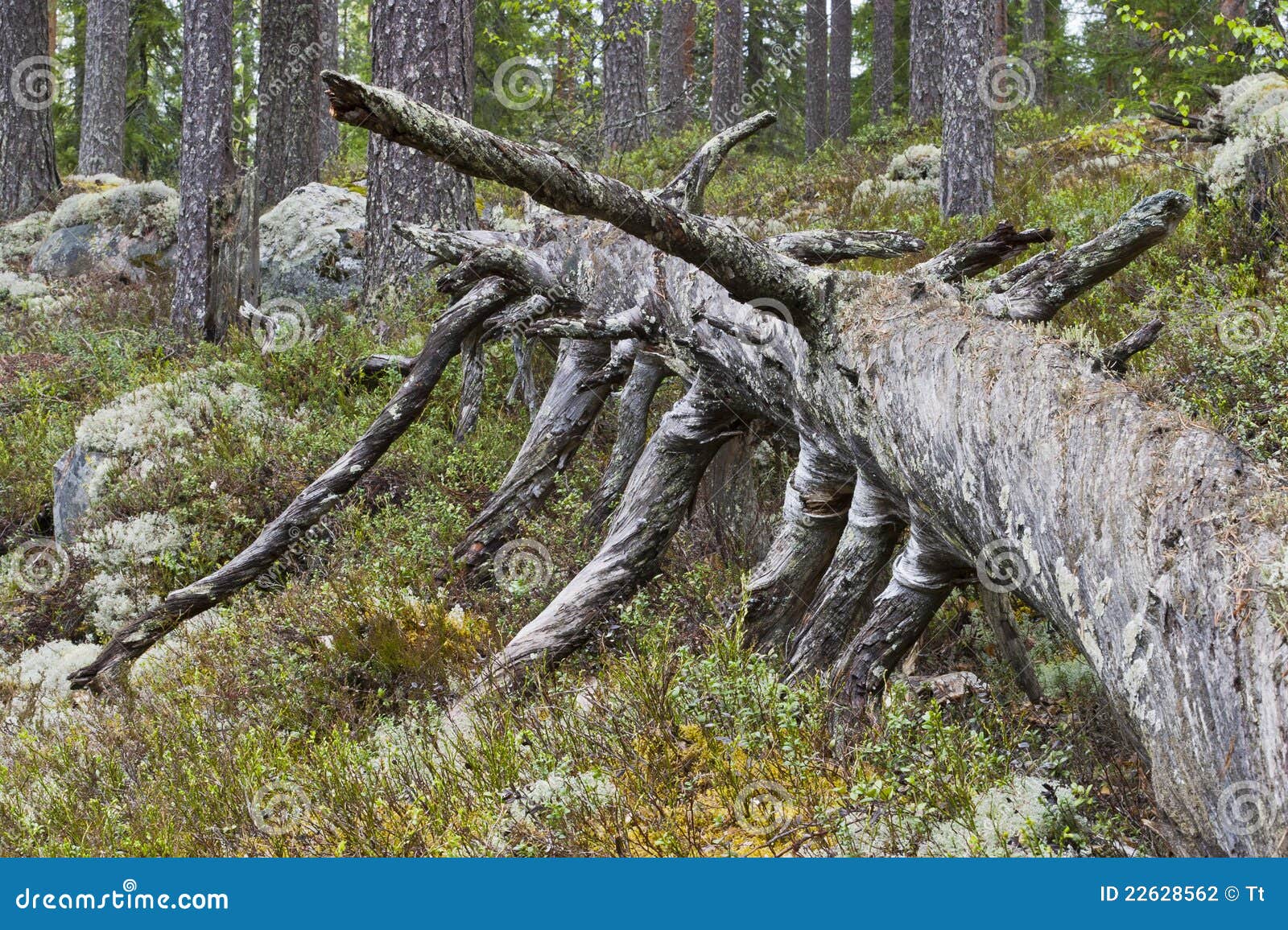 Dead Tree In Forest Stock Photography - Image: 22628562