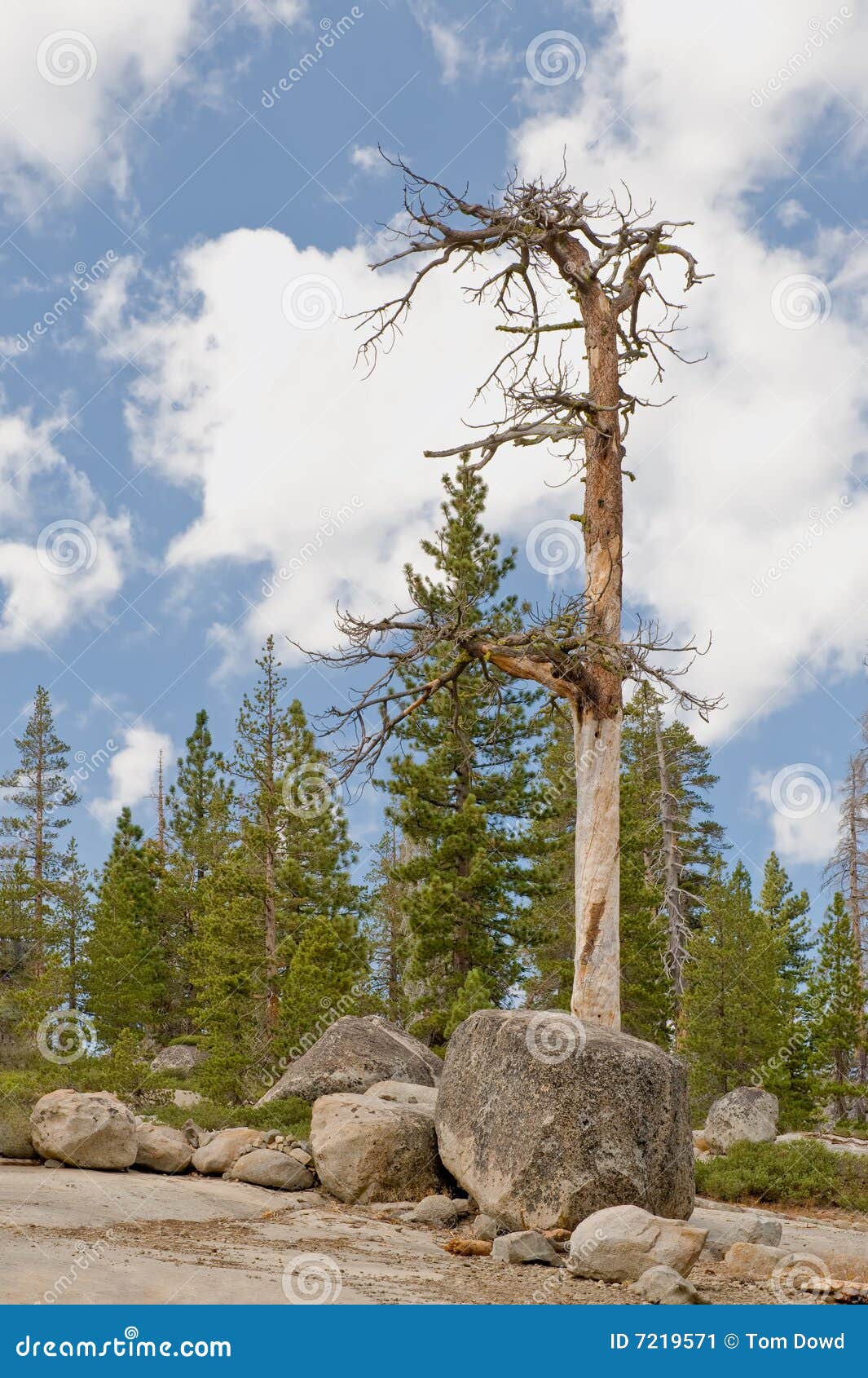 Dead tree in forest stock image. Image of wild, outdoors - 7219571