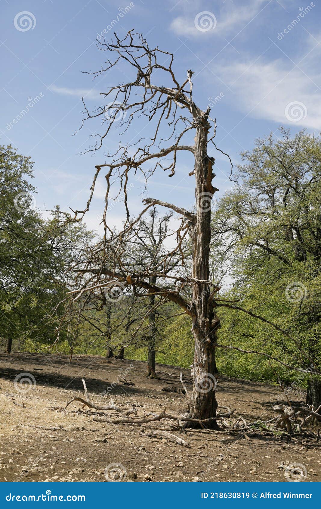 A Dead Tree on a Forest Clearing - Consequences by Climate Change Stock ...