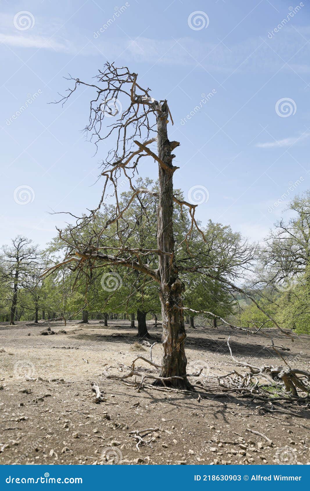 A Dead Tree on a Forest Clearing - Consequences by Climate Change Stock ...