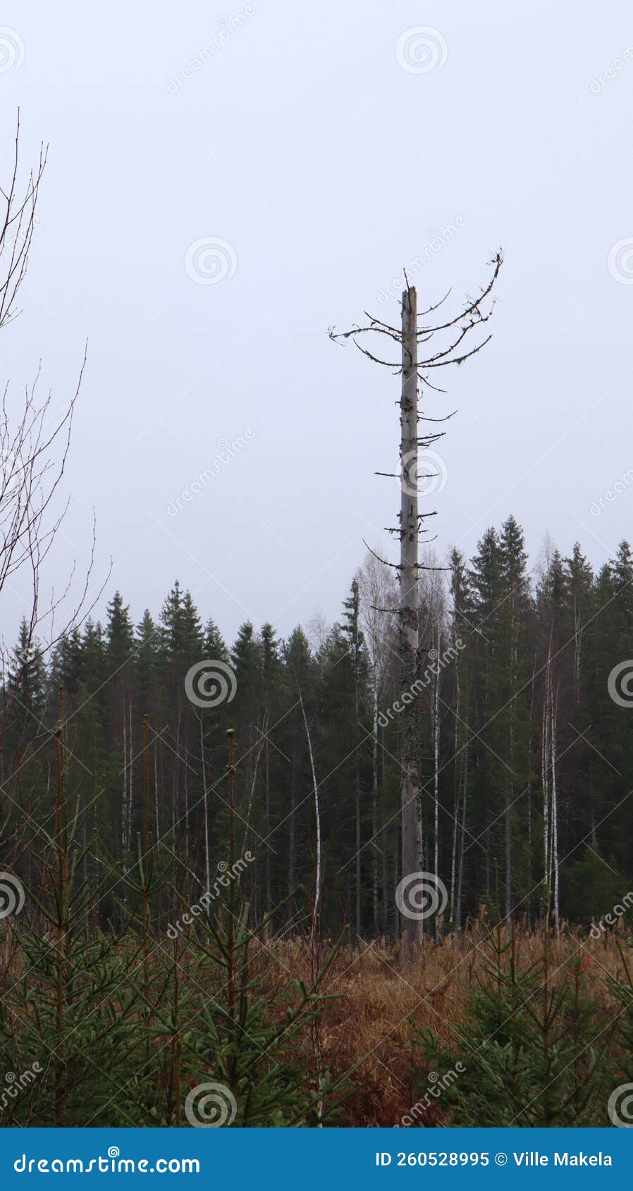 A dead tree in the forest stock image. Image of snow - 260528995