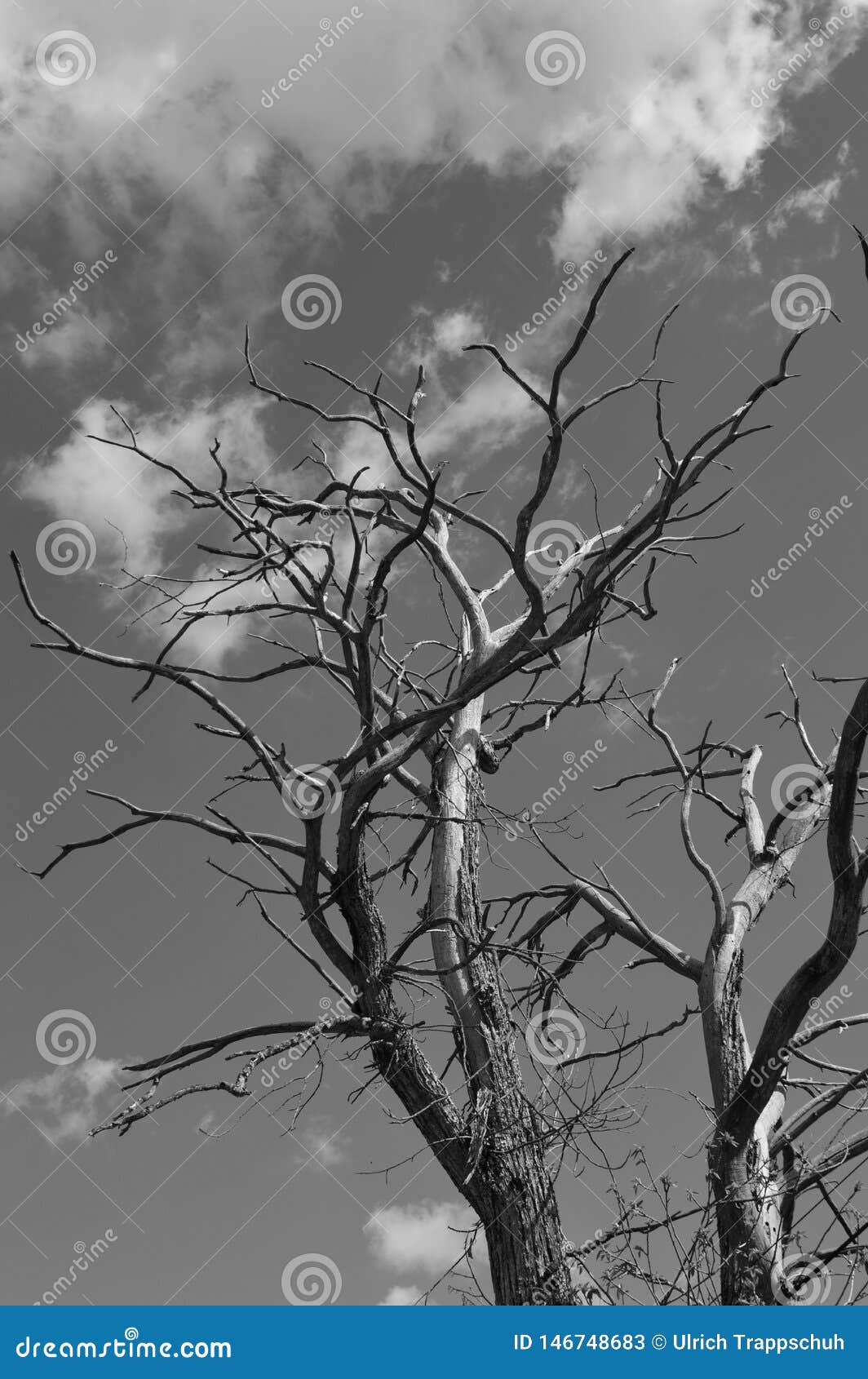 A Dead Tree in the forest stock image. Image of background - 146748683