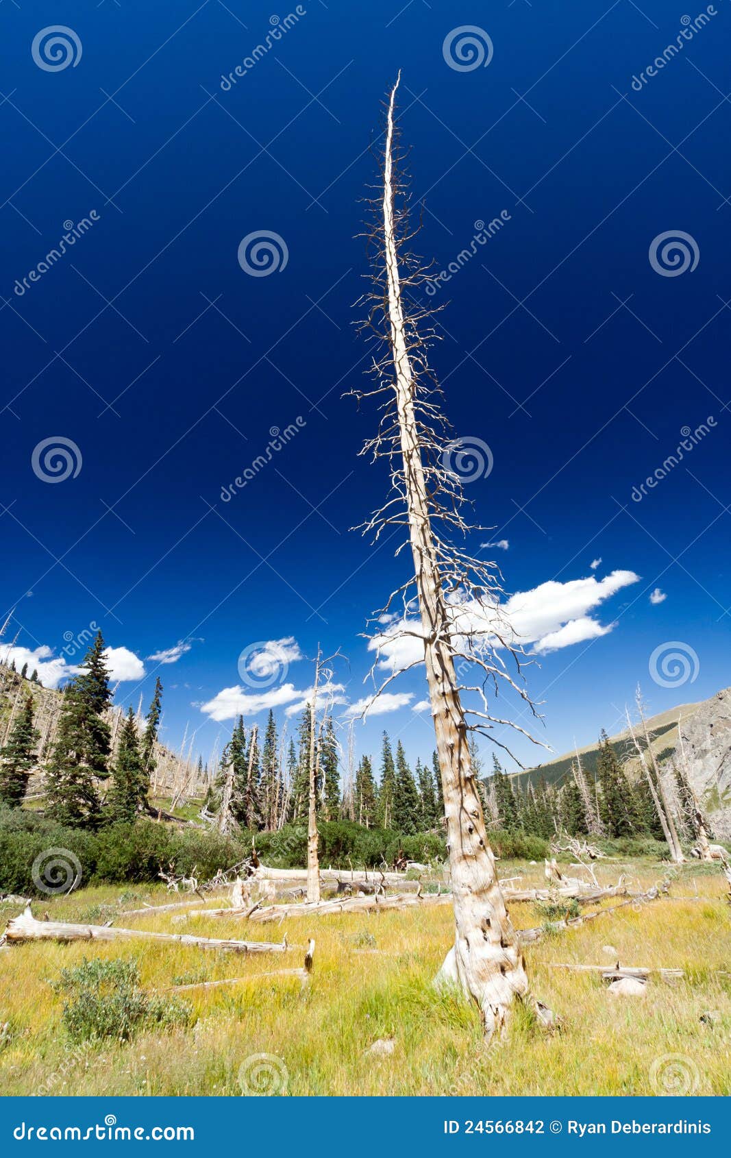 Dead Tree from Forest Fire stock photo. Image of field - 24566842
