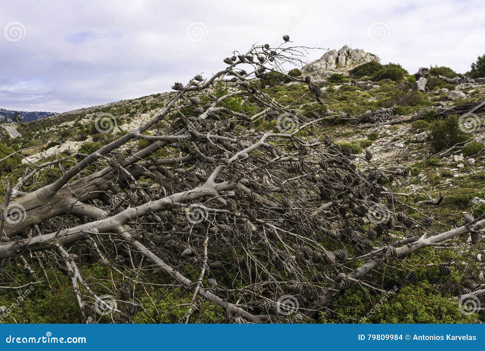 Dead Tree after a Forest Fire, Parnitha Greece Stock Photo - Image of ...