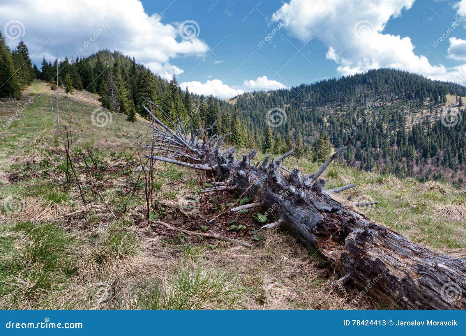Dead tree in forest stock image. Image of great, fatra - 78424413
