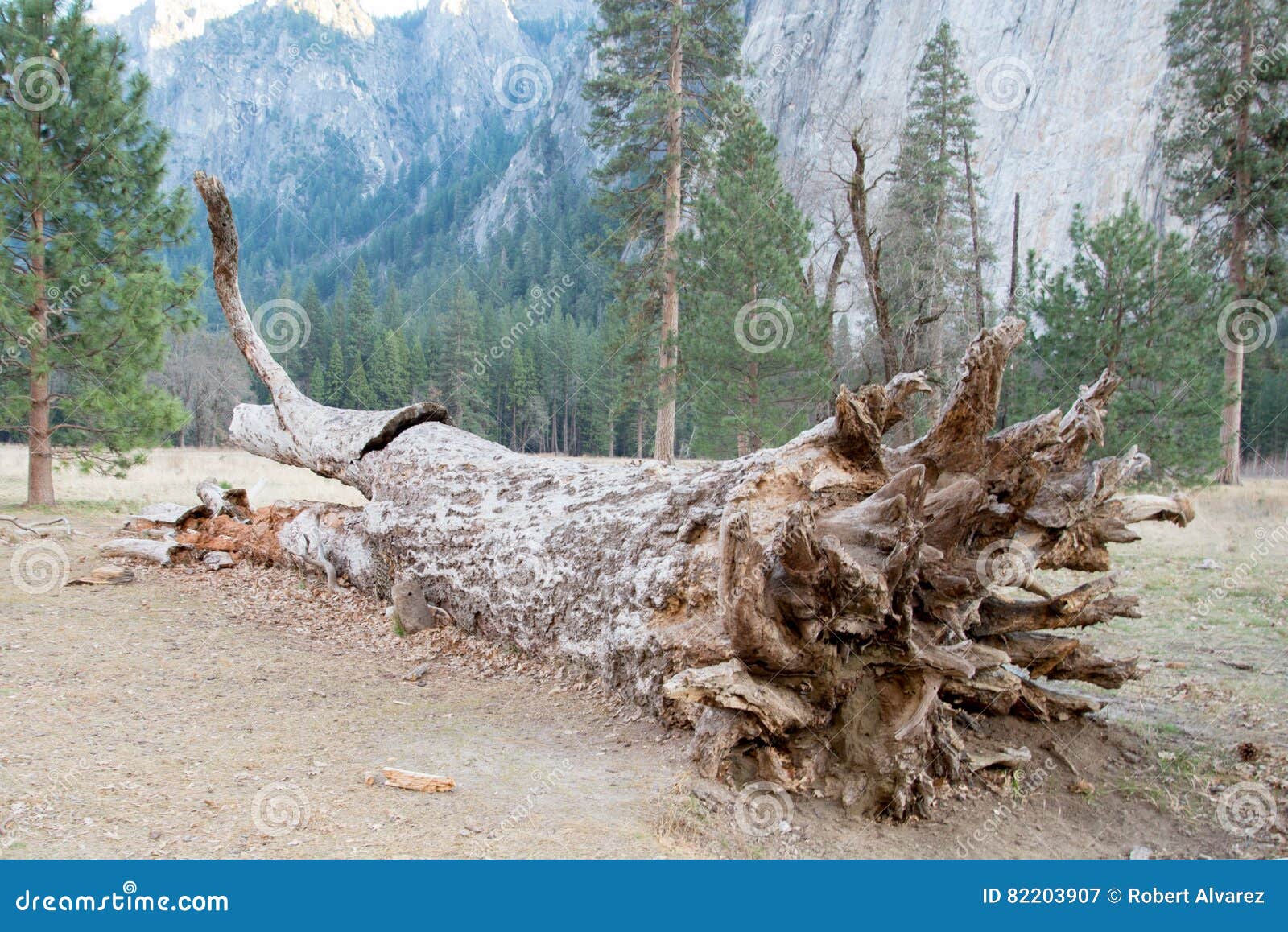 Dead tree in the forest stock image. Image of nature - 82203907
