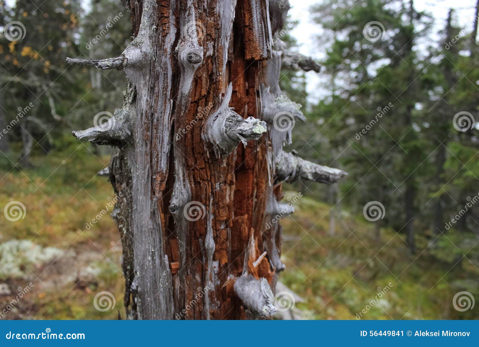 Dead tree in a forest stock image. Image of ecology, trees - 56449841