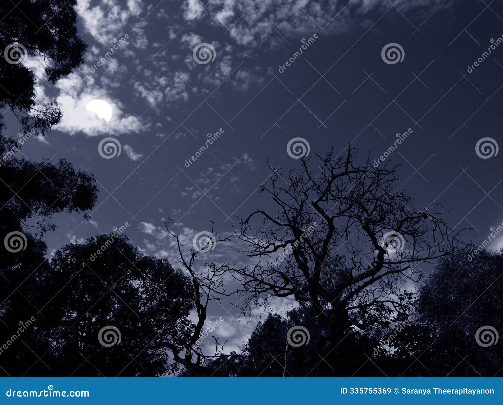 Dead Tree in the Forest at Night. Stock Image - Image of season ...