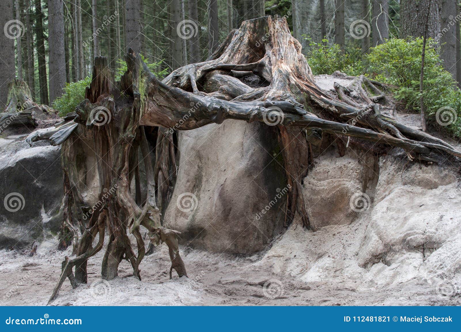 Dead tree in forest stock image. Image of rain, poland - 112481821