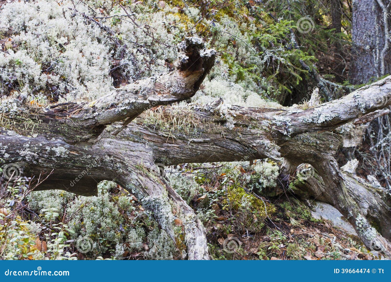 Dead tree in forest stock photo. Image of conifer, nature - 39664474