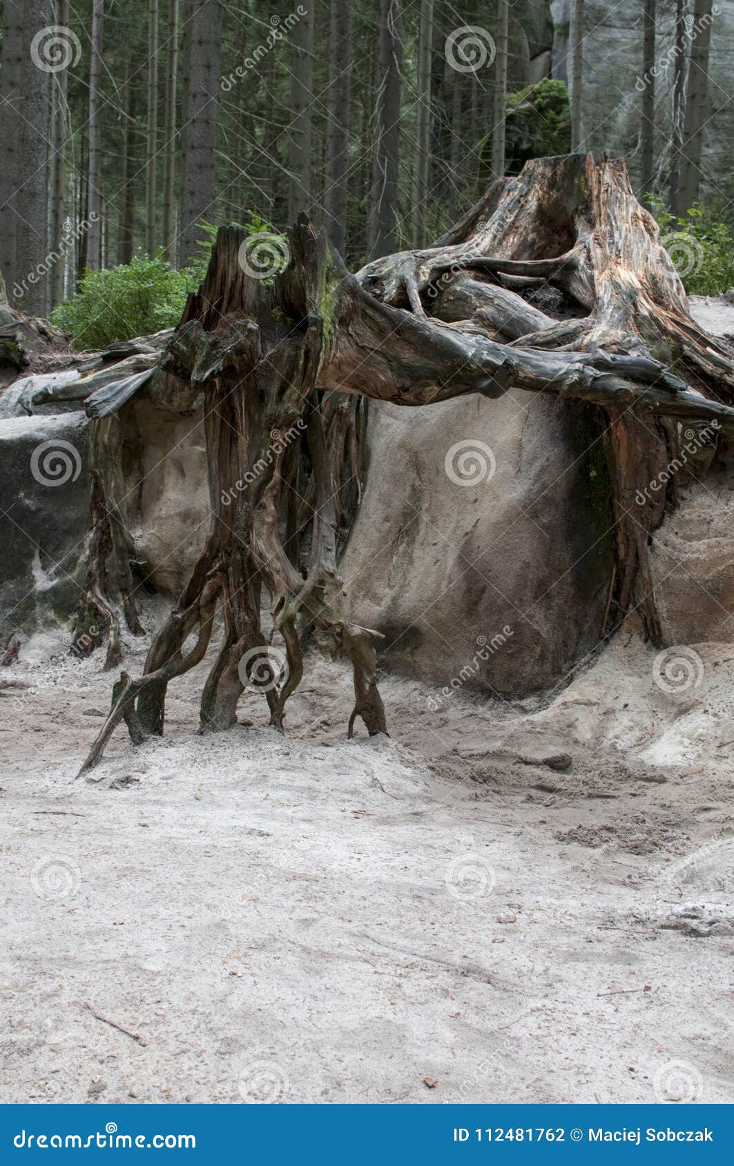 Dead tree in forest stock photo. Image of environmental - 112481762