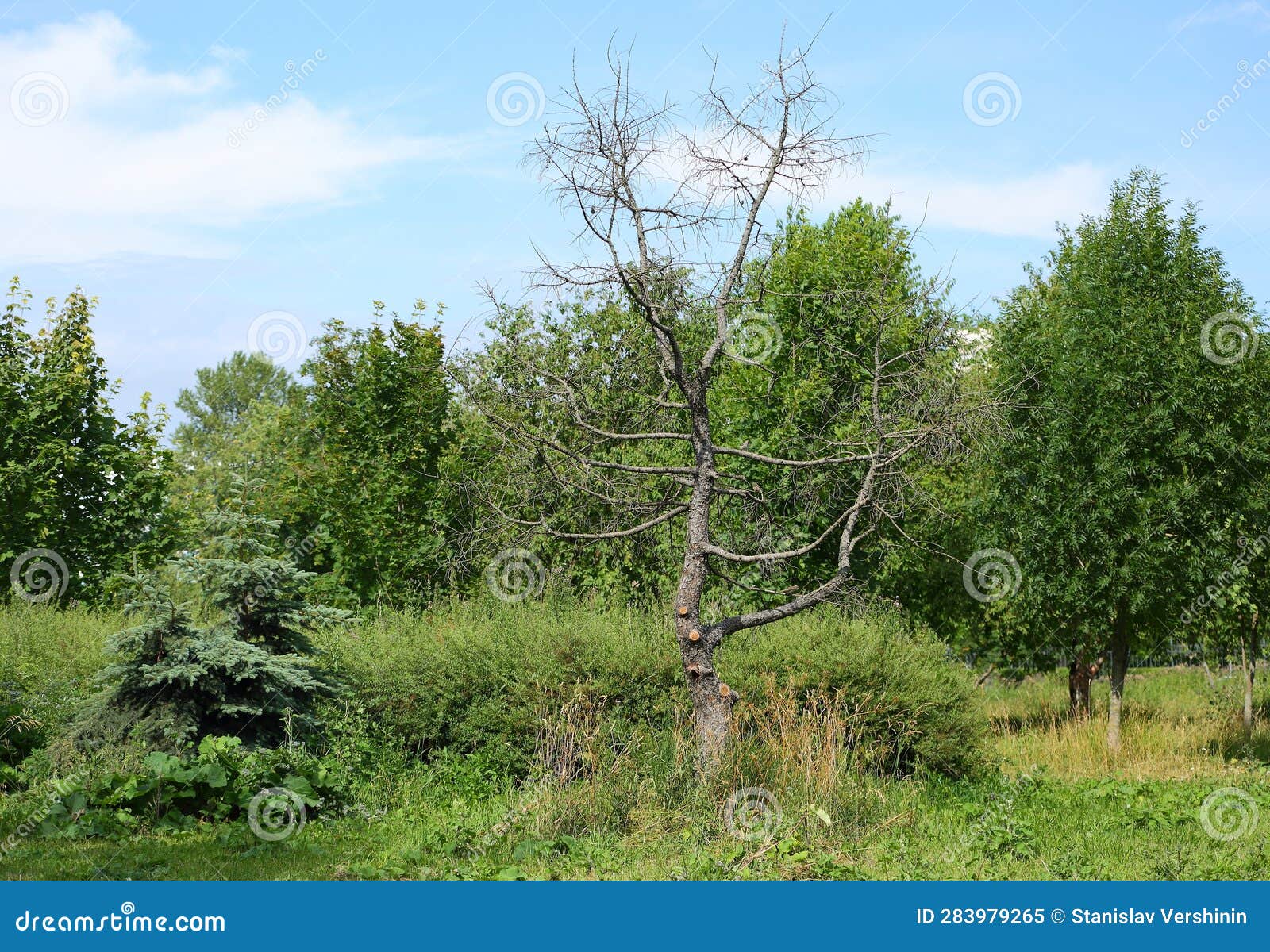 Dead tree in a forest park stock image. Image of landscape - 283979265