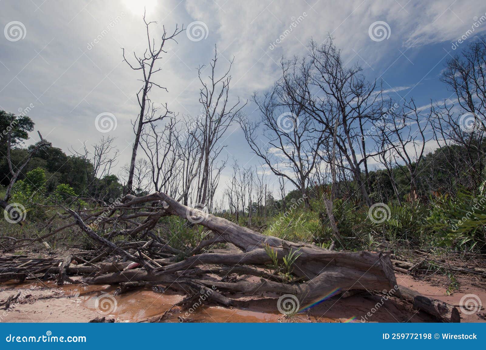 Dead Tree in a Forest Under a Cloudy Sky Stock Photo - Image of tree ...