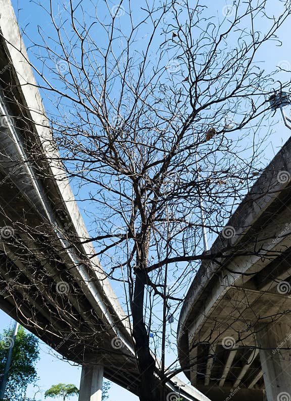 Dead Tree in Front of the Building Stock Image - Image of natural ...